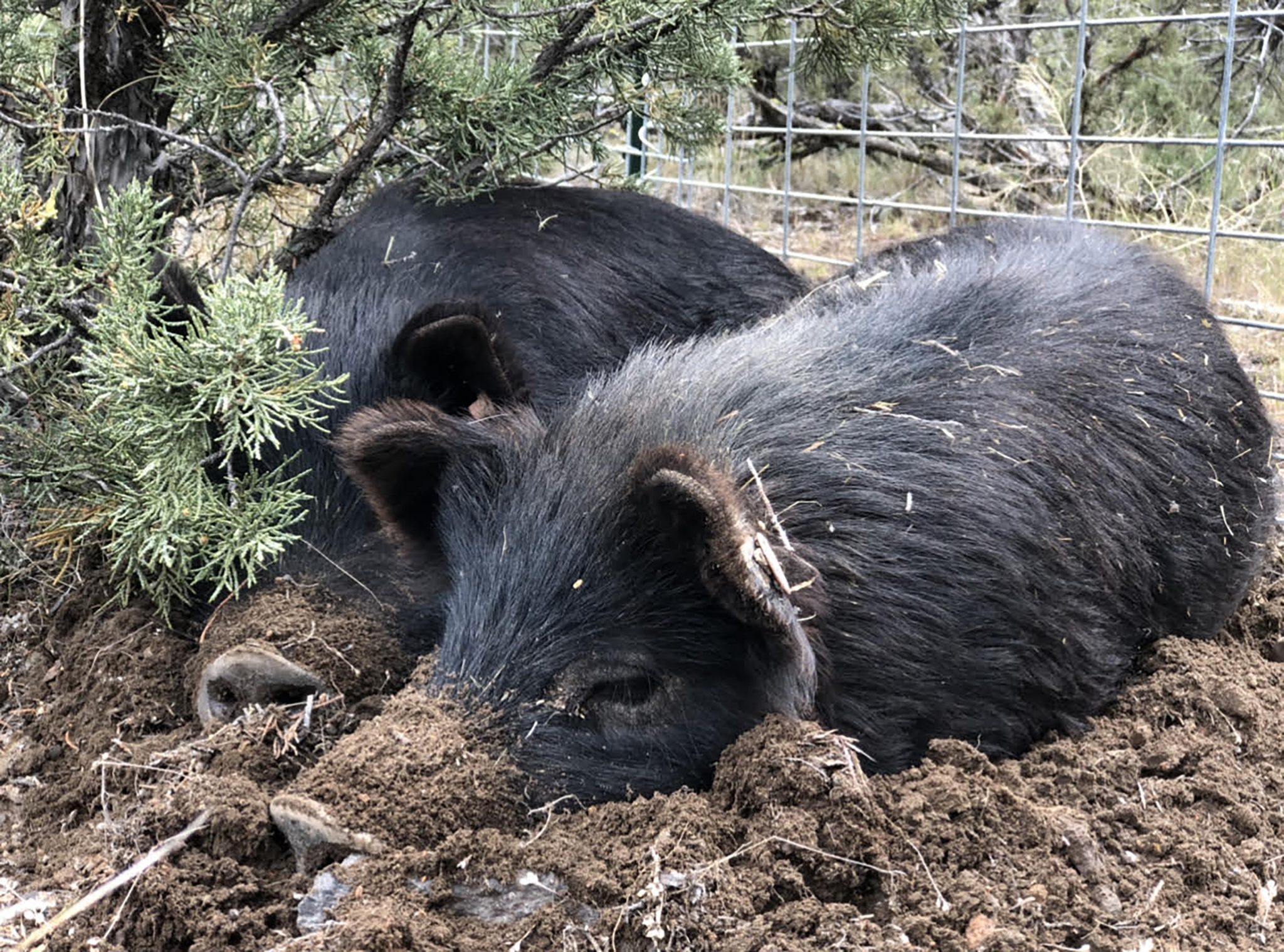 American Guinea Hogs - Countryside